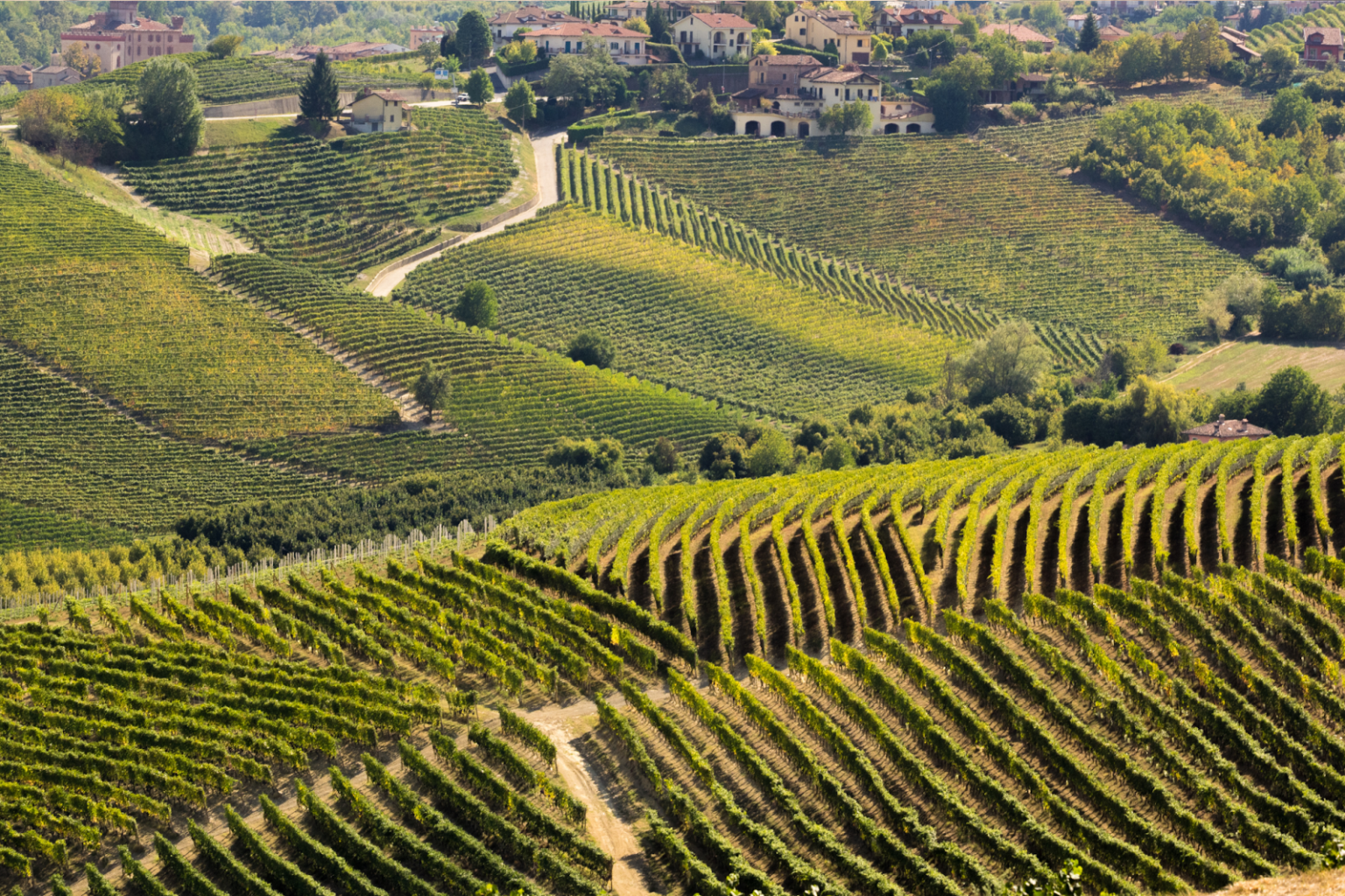 Global Wine Production Statistics: Which Countries Make the Most Wine?