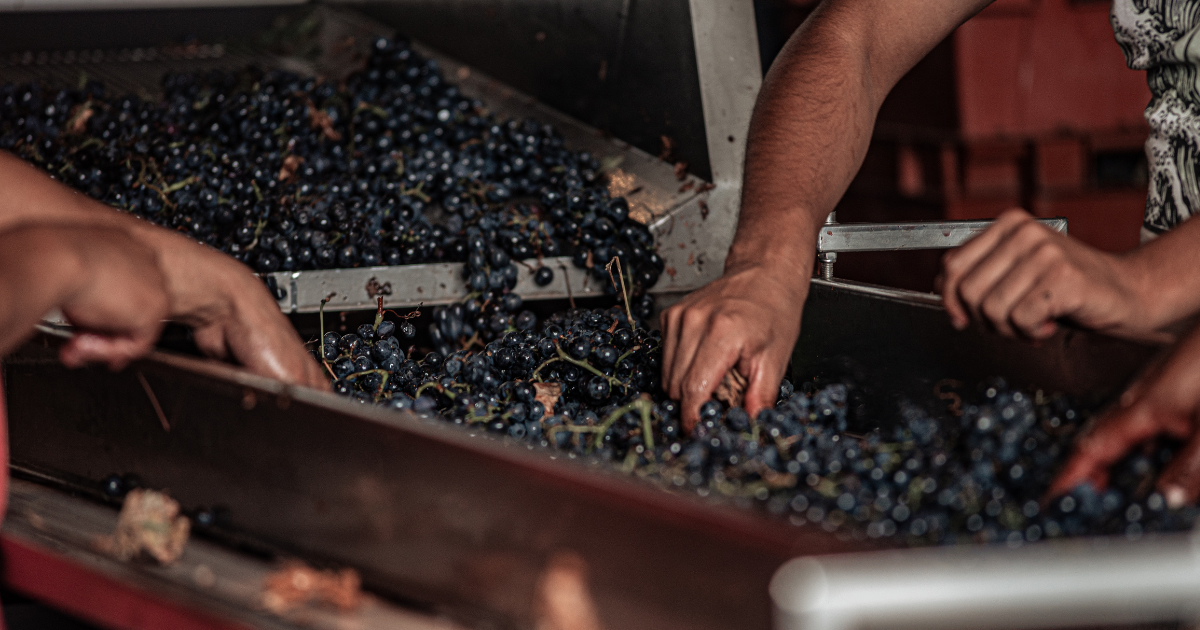 Sparkling Wine Production: Champagne vs Prosecco vs Cava